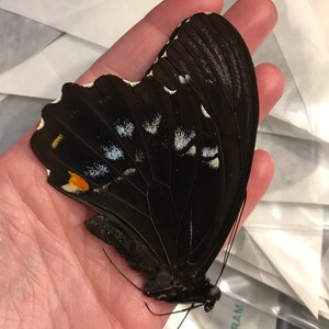 Forest Giant Butterfly, Papilio Gambrisius, for Your Project - Etsy