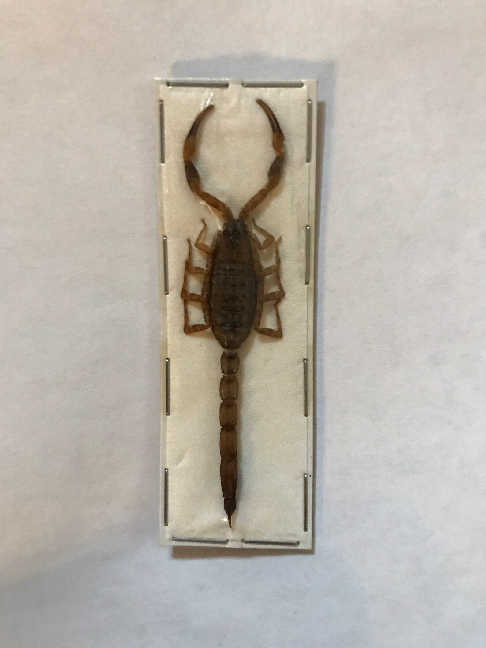 Small Scorpions From Indonesia Mesobuthus Martensii - Etsy