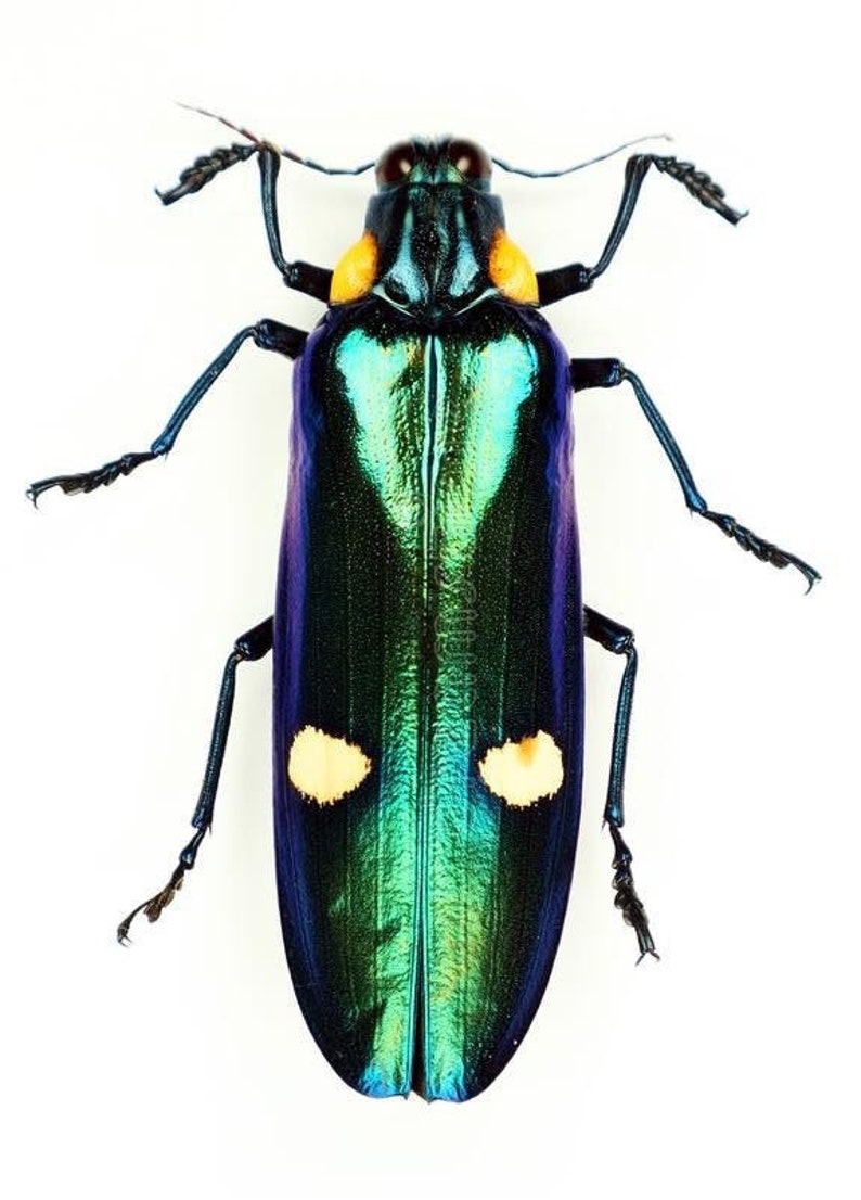 Giant Green Jewel Beetles Megaloxantha Bicolor - Etsy