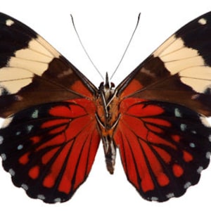 Real Hamadryas Amphinome, "red Cracker" Butterfly, Spread for Your ...