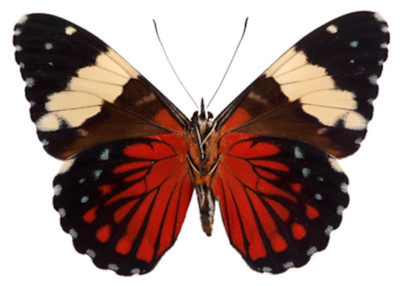Real Hamadryas Amphinome, "red Cracker" Butterfly, Spread for Your ...