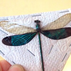 Real Green Metalwing Damselfly, Real Dragonfly, Neurobasis Chinensis - Etsy