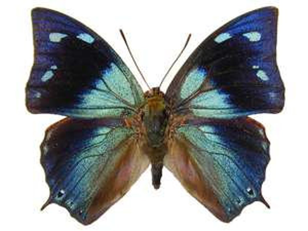 Blue Leafwing Butterfly, Anaea Xenocles, Spread for Your Project or ...