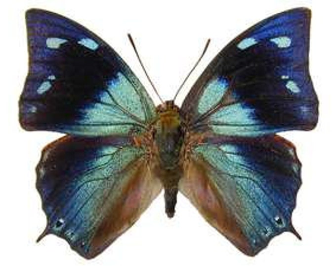 Blue Leafwing Butterfly, Anaea Xenocles, Spread for Your Project or ...