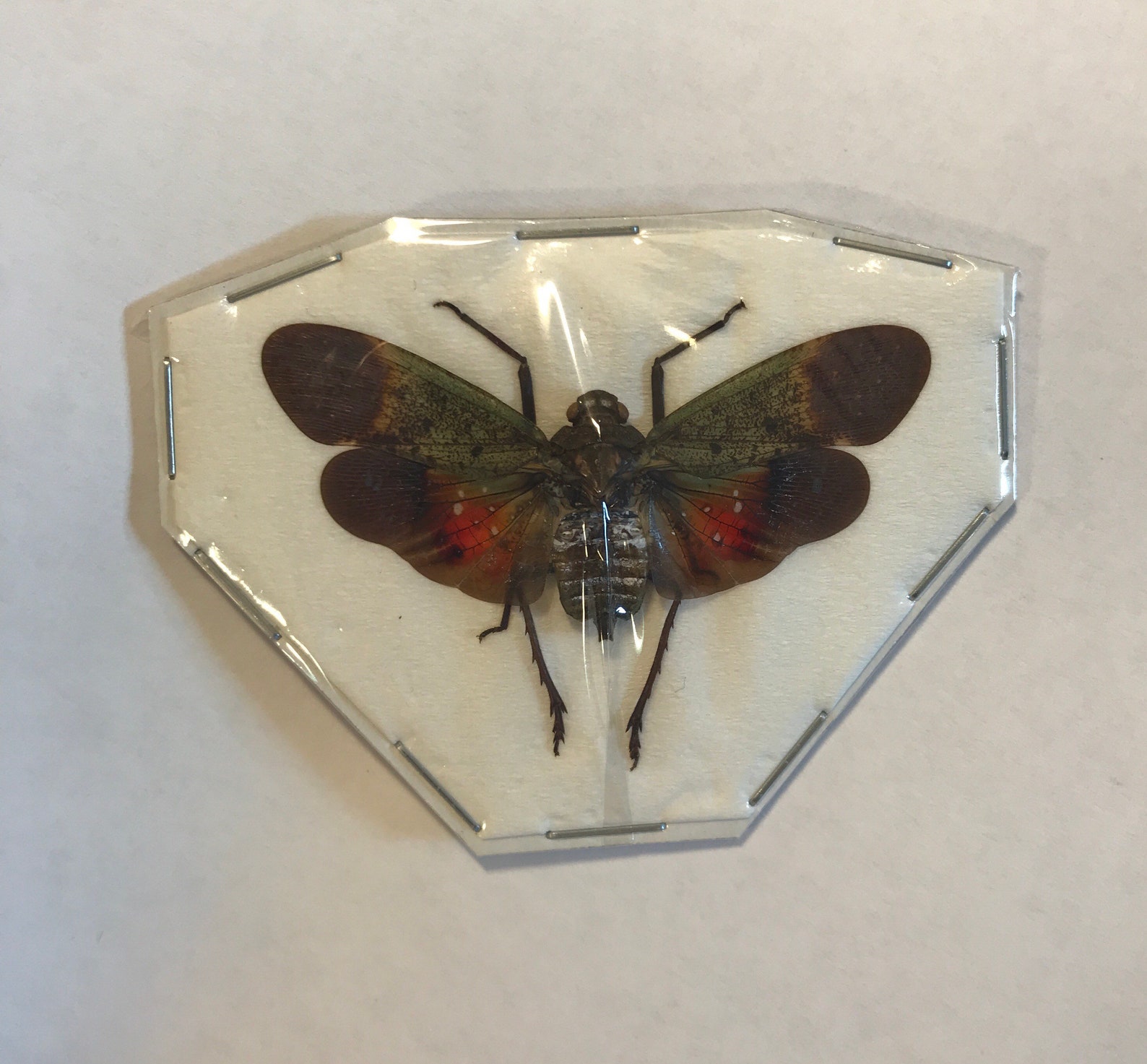 OVERSTOCK: Spread Penthicodes Farinosa Tulia Lanternflies | Etsy