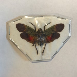 OVERSTOCK: Spread Penthicodes Farinosa Tulia, Lanternflies 2-pack - Etsy