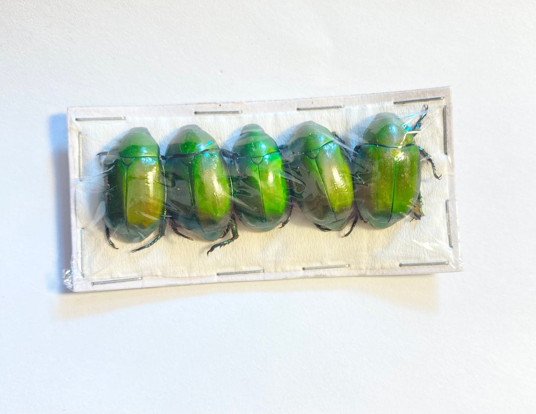 OVERSTOCK: Real Green Flower Beetles, 5 Pack, Anomala Cupripes A/A ...