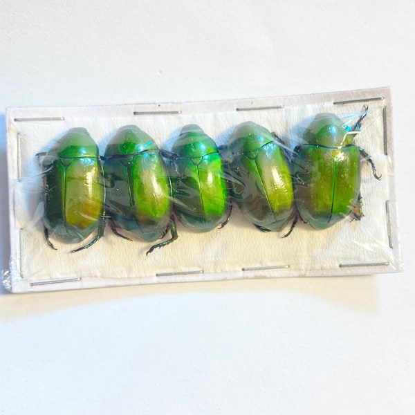 Preserved Insect Set - Etsy