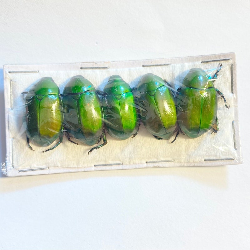 Preserved Insect Set - Etsy