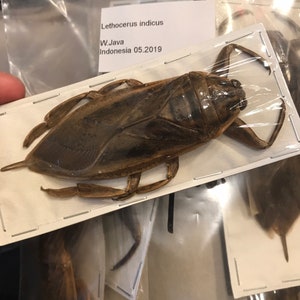 Giant Asian Water Bug, Lethocerus Indicus - Etsy