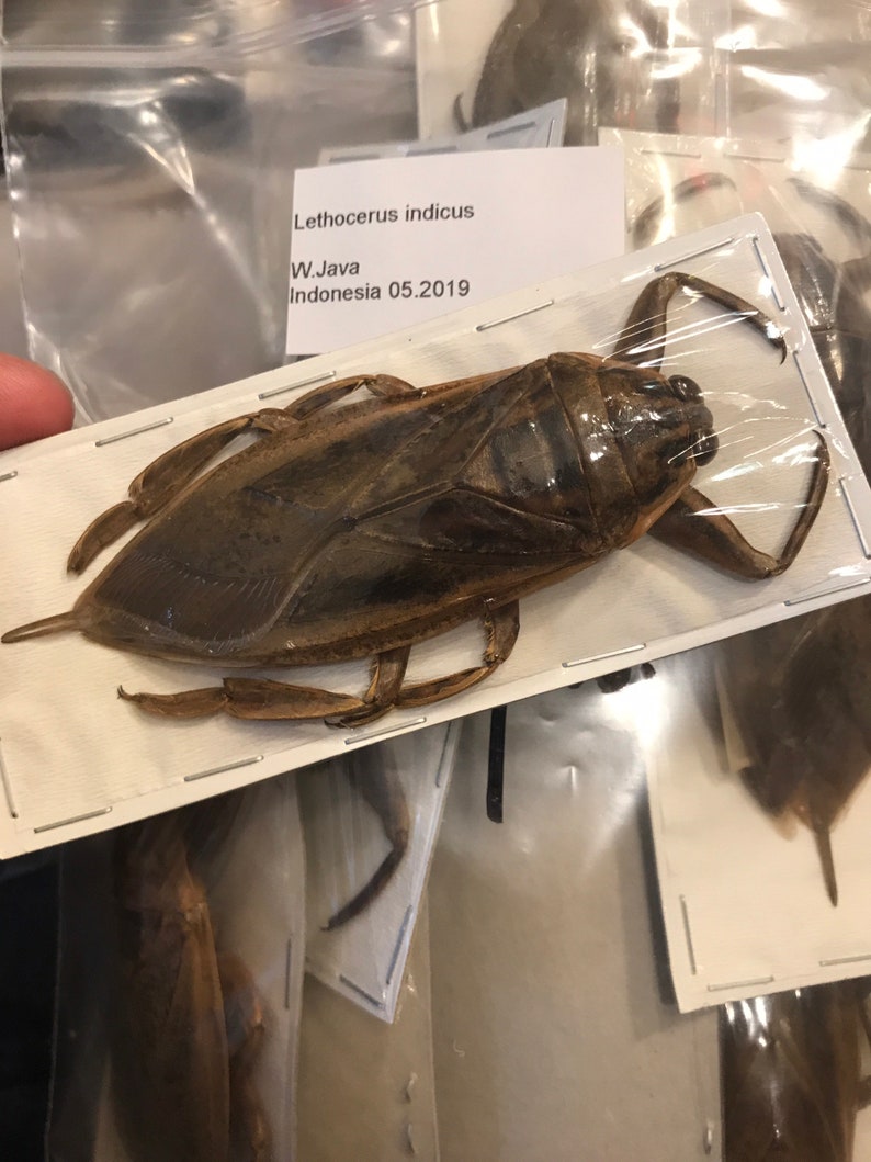 Giant Asian Water Bug, Lethocerus Indicus - Etsy