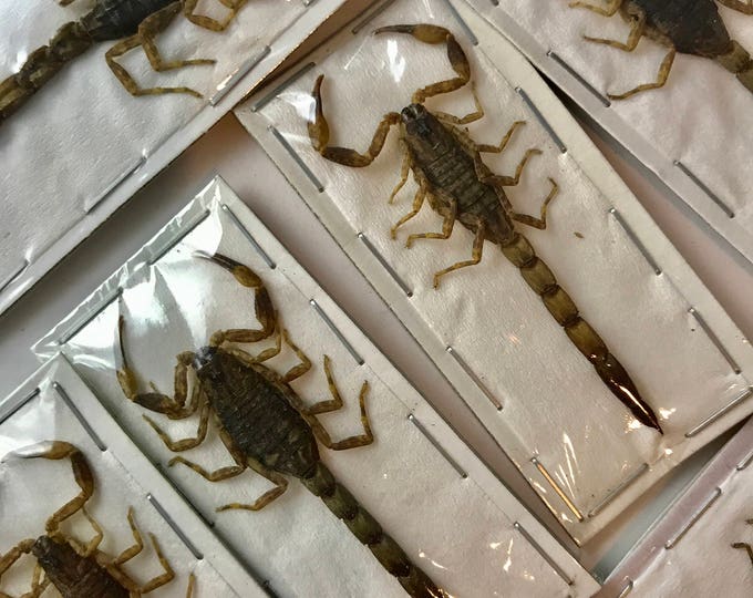 Small Scorpions From Indonesia, Mesobuthus Martensii - Etsy