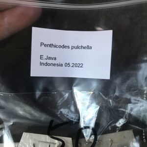 OVERSTOCK: Spread Penthicodes Pulchella, Lanternflies 2-pack - Etsy