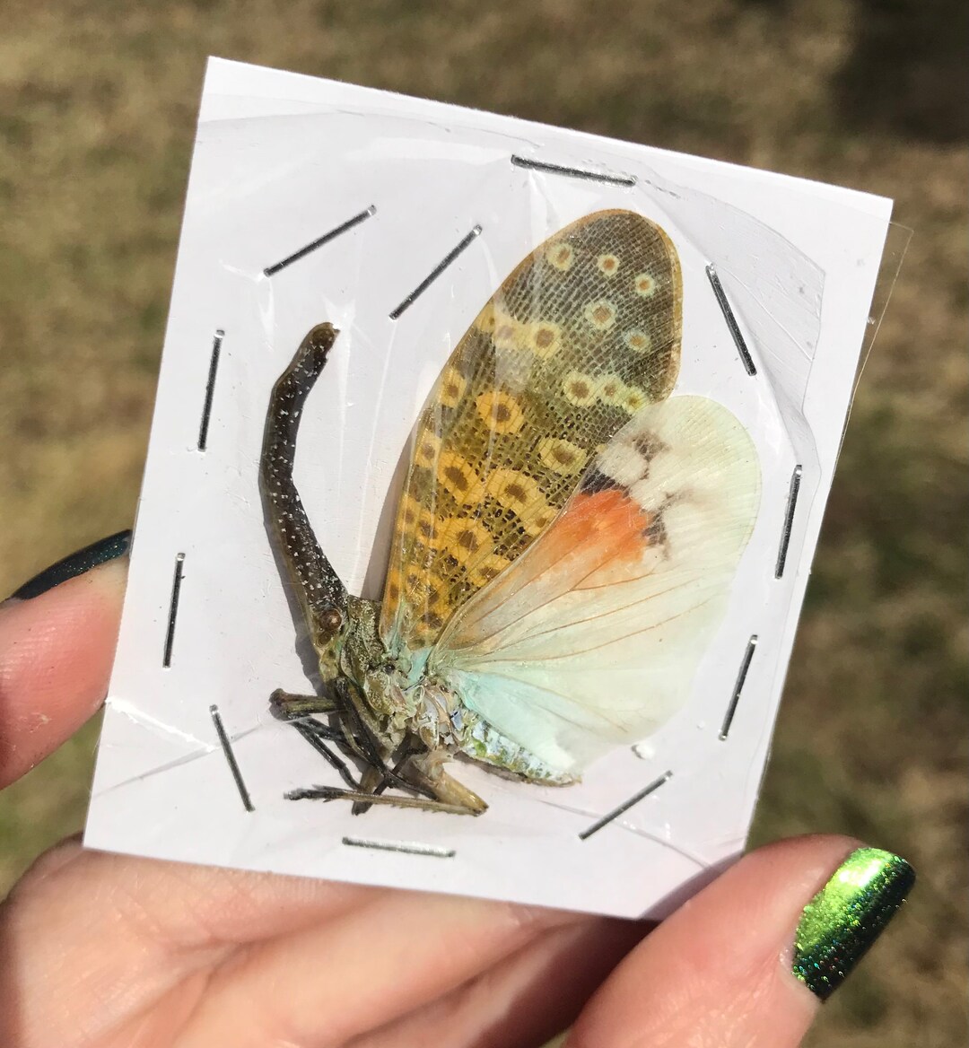 WINGS CLOSED: Real Lanternfly, Pyrops Oculata - Etsy