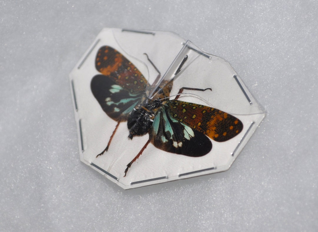 OVERSTOCK: Real Lanternfly, Saiva Bullata Wings Closed - Etsy