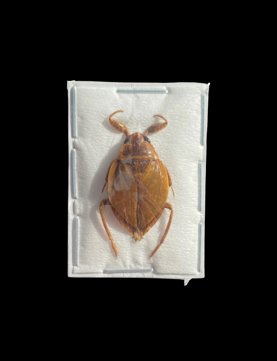 Asian Water Bug, Diplonychus Rusticus - Etsy