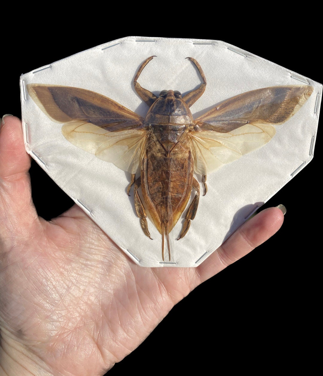Open Wings: Giant Asian Water Bug, Lethocerus Indicus - Etsy