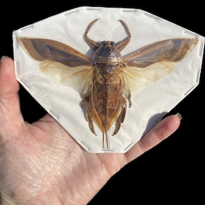 Open Wings: Giant Asian Water Bug, Lethocerus Indicus - Etsy