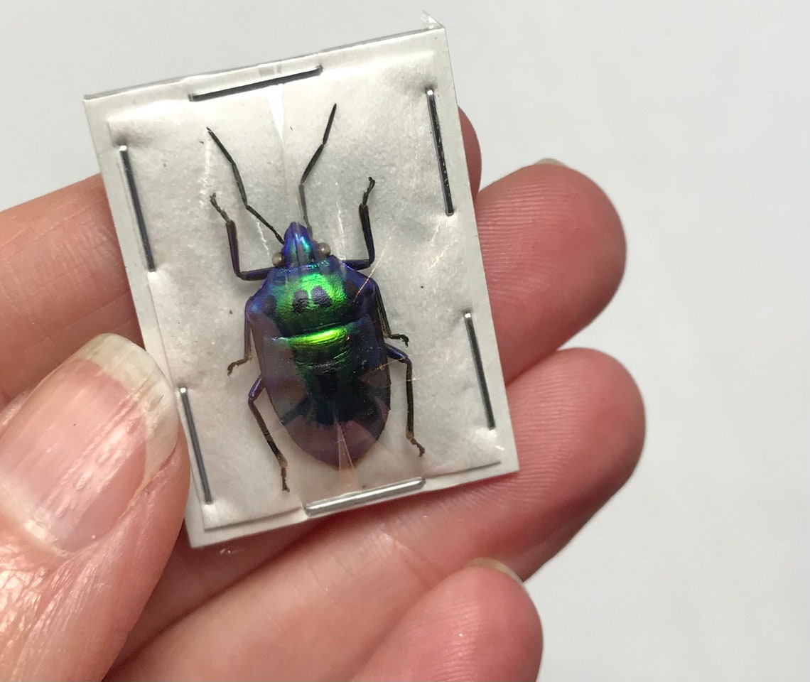 Colorful Shield Bugs, Calliphara Nobilis, Real Dried Beetle Insect ...