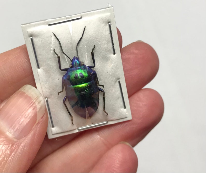 Colorful Shield Bugs, Calliphara Nobilis, Real Dried Beetle Insect ...