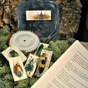 Beetle Mounting Kit for Beginners, With Real Beetles and Tools - Etsy