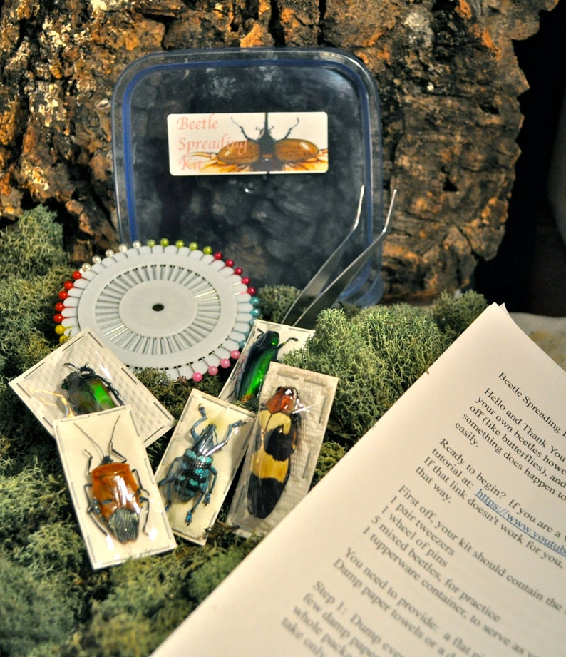 Beetle Mounting Kit for Beginners With Real Beetles and Tools - Etsy
