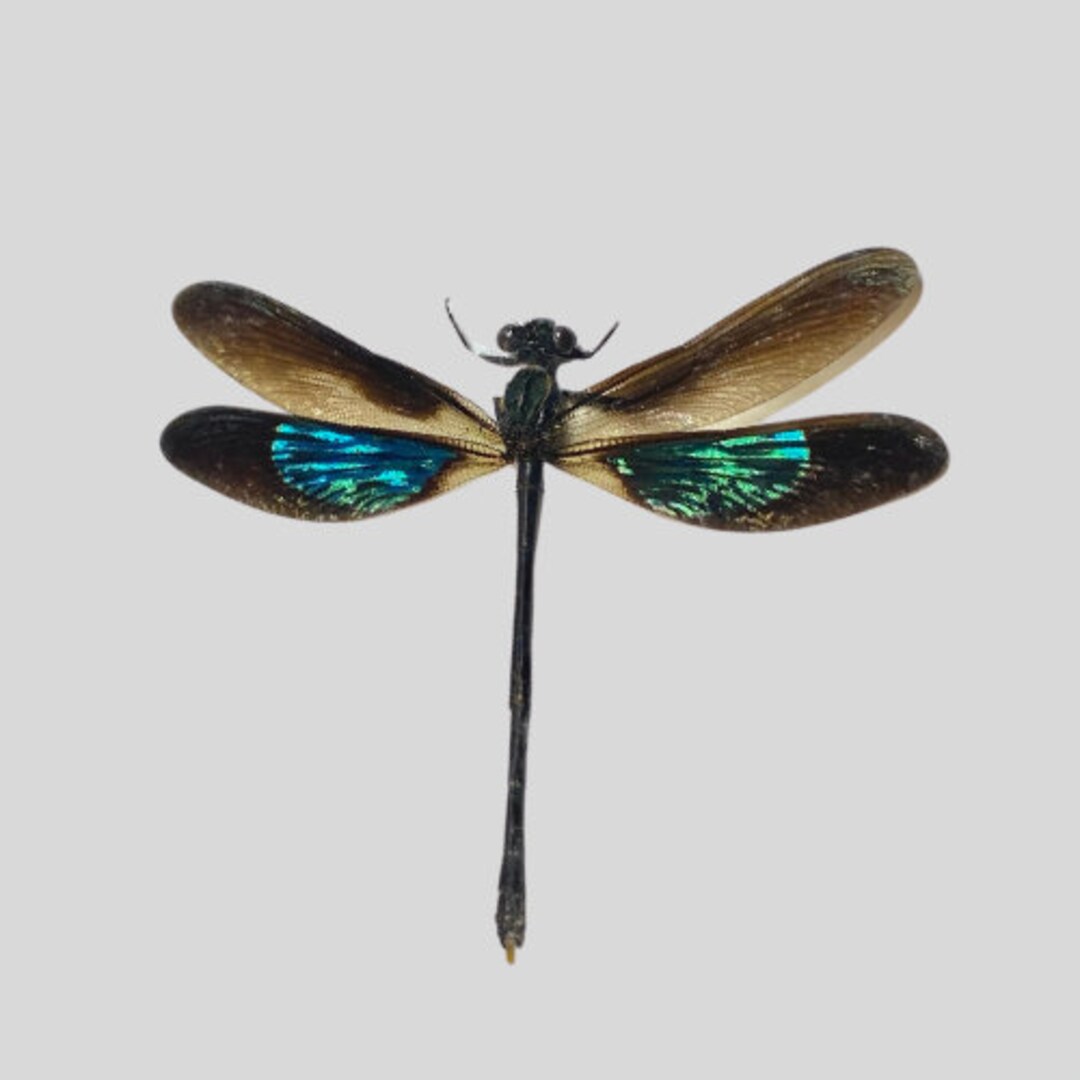 OVERSTOCK: Teal Glittering Damselfly, Real Dragonfly Euphaea Variegata ...