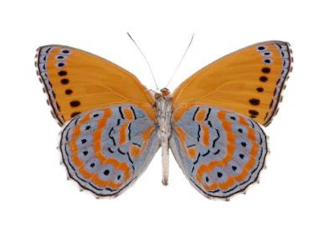 Real Crenis Pechueli Butterfly Spread for Your Project or - Etsy