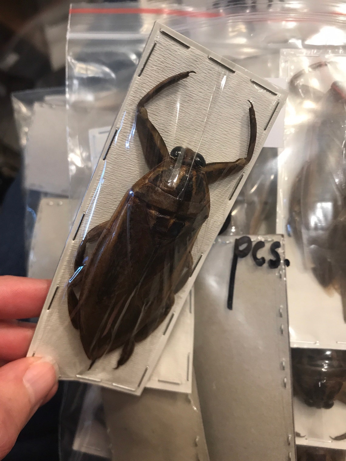 Giant Asian Water Bug, Lethocerus Indicus - Etsy