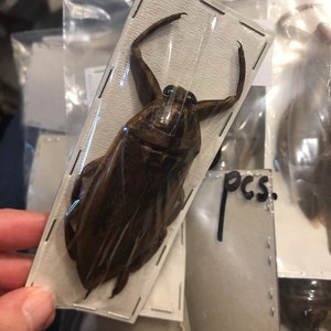 Giant Asian Water Bug, Lethocerus Indicus - Etsy