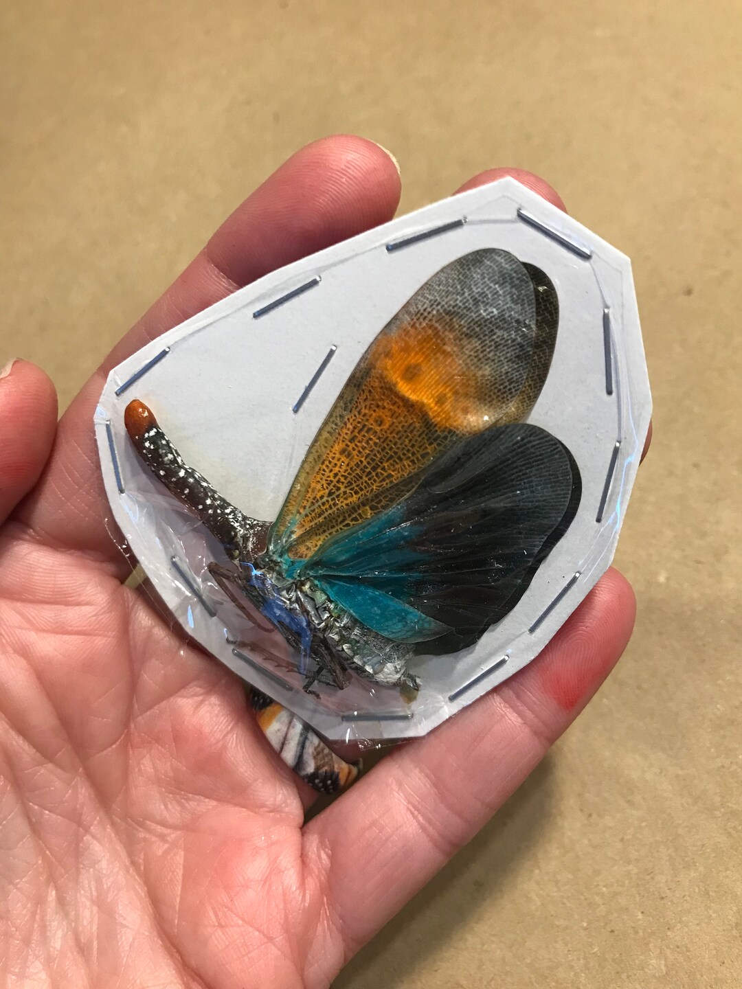 WINGS CLOSED: Real Lanternfly, Pyrops Pyrorhyncha - Etsy