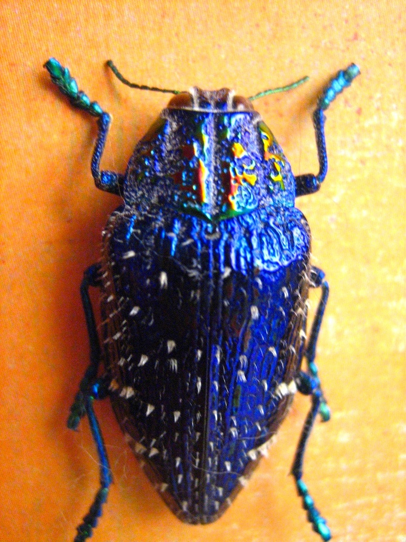 Blue Rainbow Jewel Beetle, Polybothris Sumptuosa Gema, Real Insect - Etsy