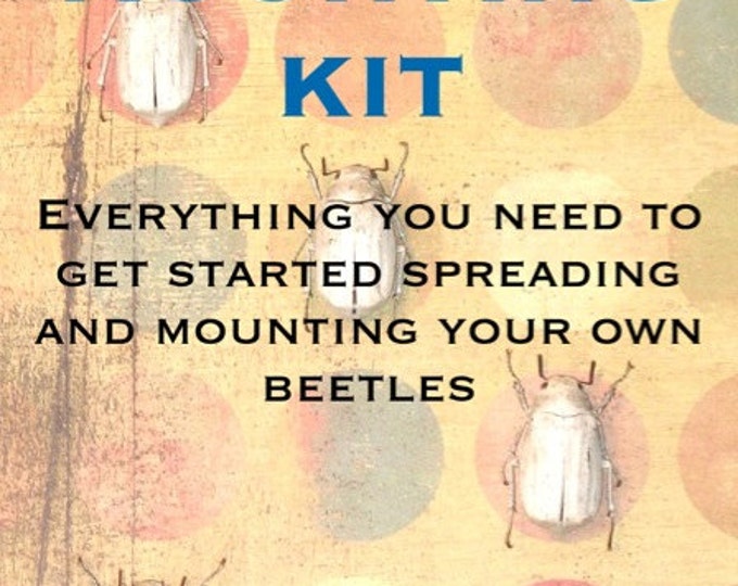 Beetle Mounting Kit for Beginners With Real Beetles and Tools - Etsy