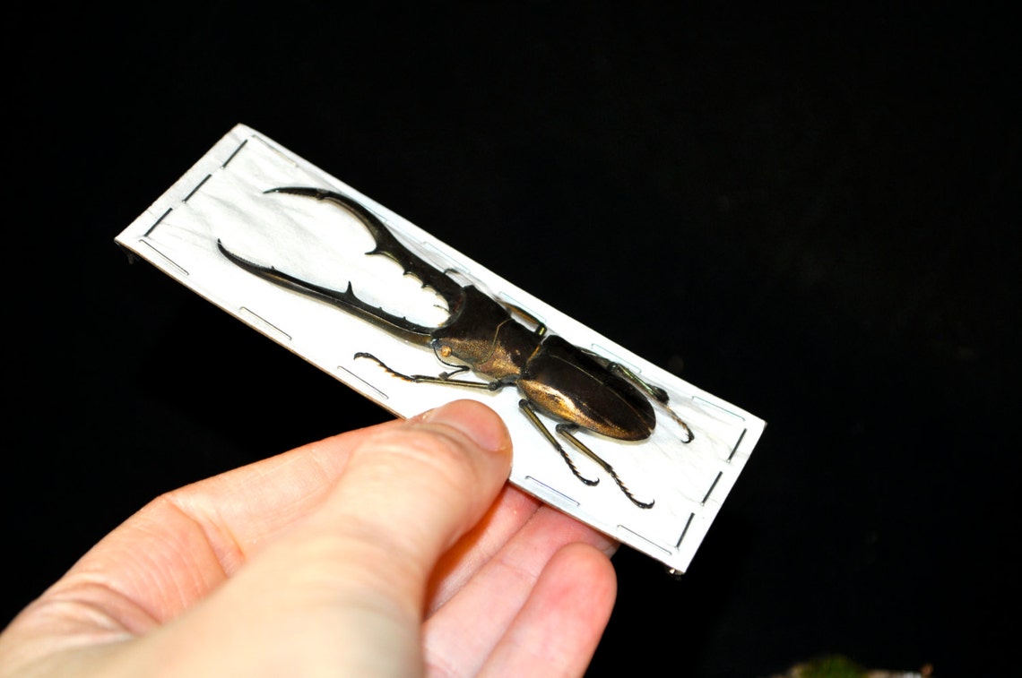 Giant Stag Beetles Cyclomattus metallifer finae males Real | Etsy