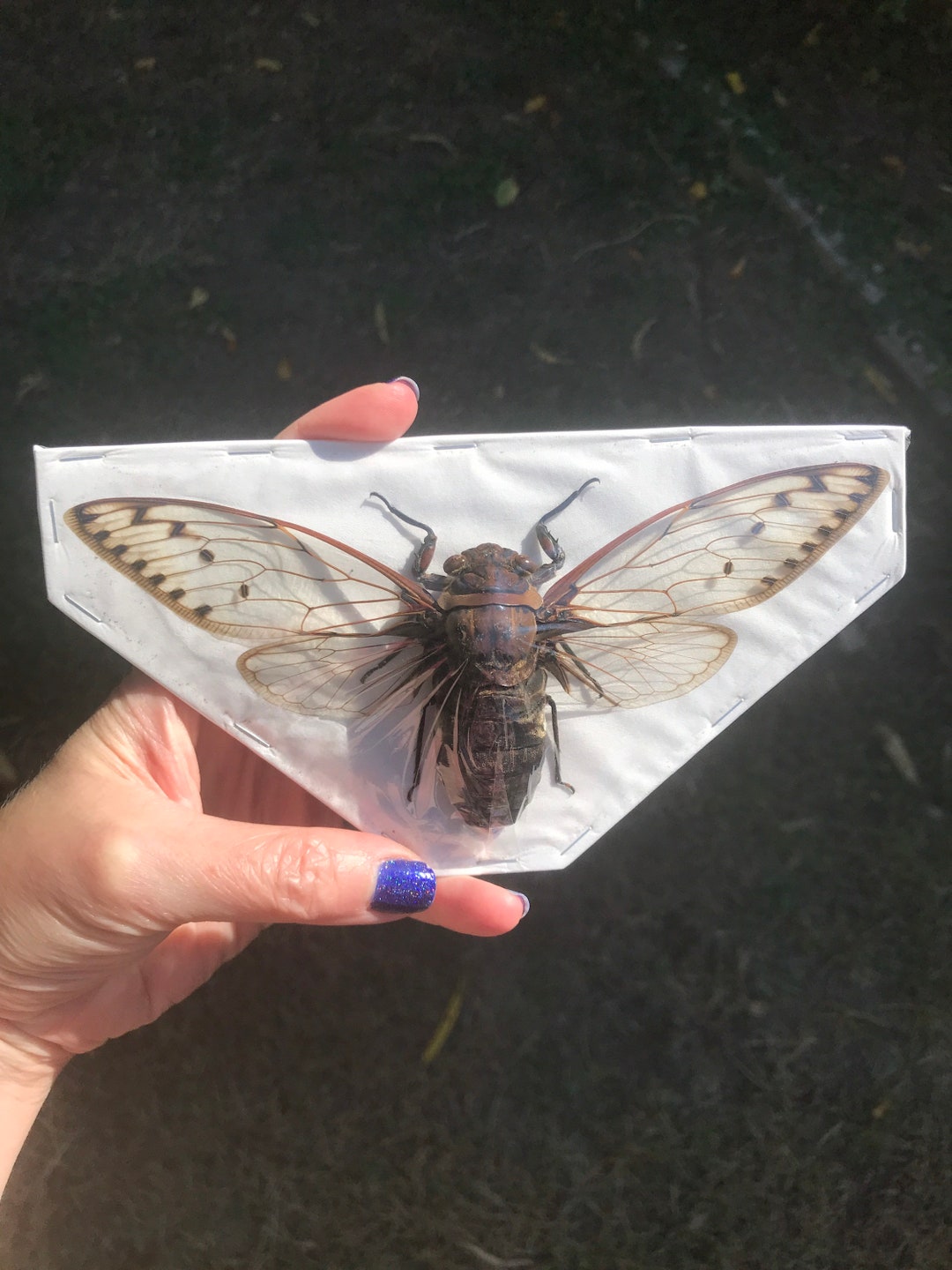 OVERSTOCK: Giant Cicadas, Megapomponia Merula - Etsy