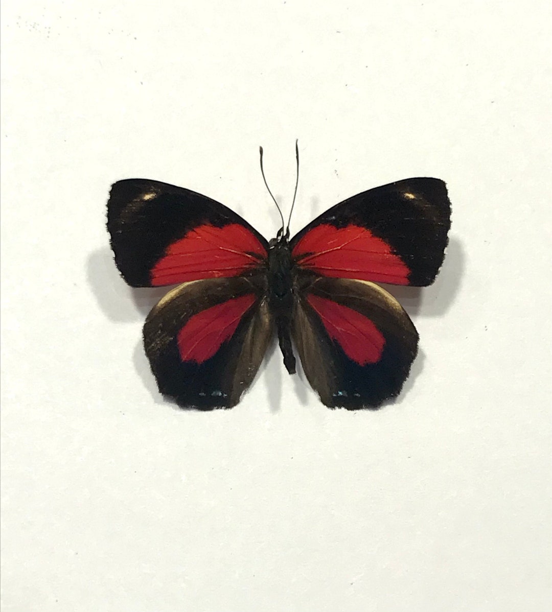 Real Callicore Peristera Butterfly, Spread for Your Project or ...