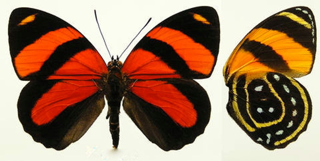 Real Callicore Cynosura Butterfly, Spread for Your Project or Laminated ...