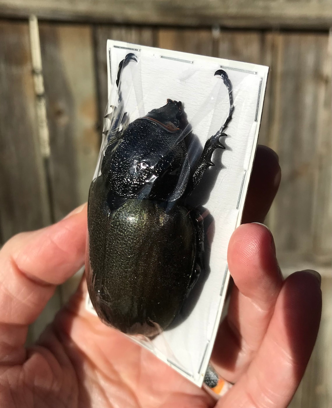 FEMALES: Giant Scarab Beetles Chalcosoma Chiron - Etsy