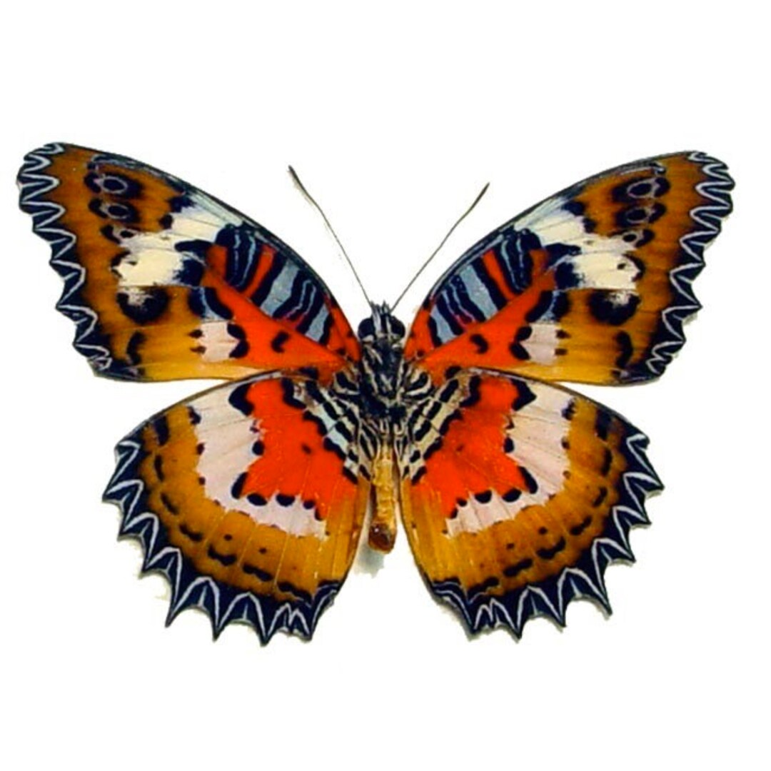 Real Cethosia Hypsea "malay Lacewing" Butterfly, Spread for Your ...