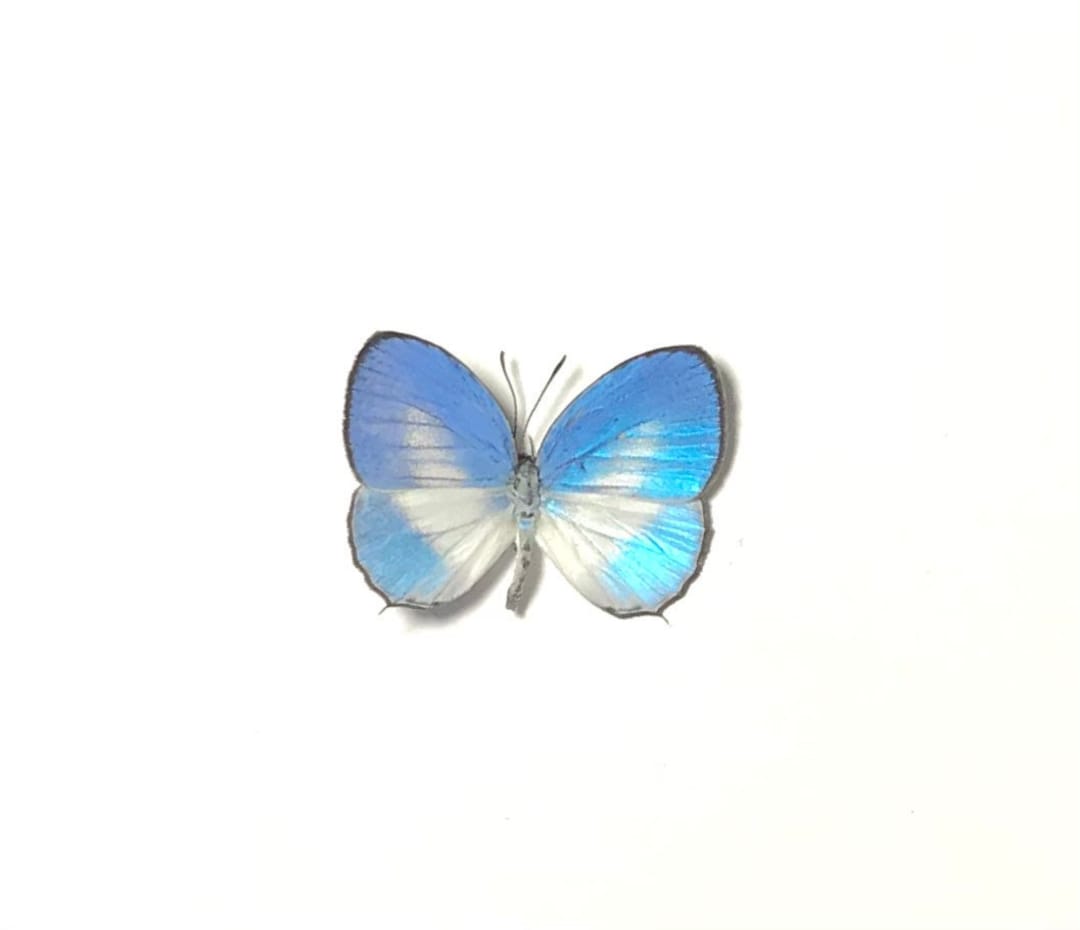 Real Small Metallic Blue Butterfly, Jamides Euchylas A-, Spread for ...