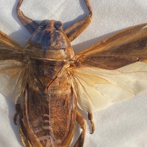 Open Wings: Giant Asian Water Bug, Lethocerus Indicus - Etsy