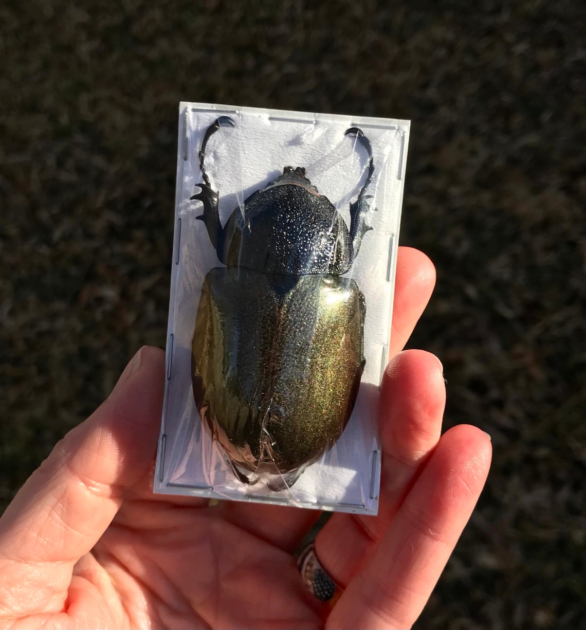 FEMALES: Giant Scarab Beetles Chalcosoma Chiron - Etsy
