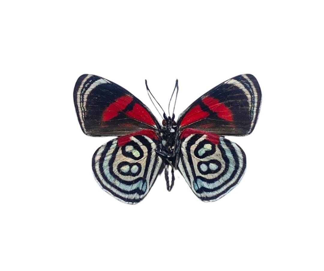 Real "88" Callicore Kolyma Butterfly, Spread for Your Project or ...