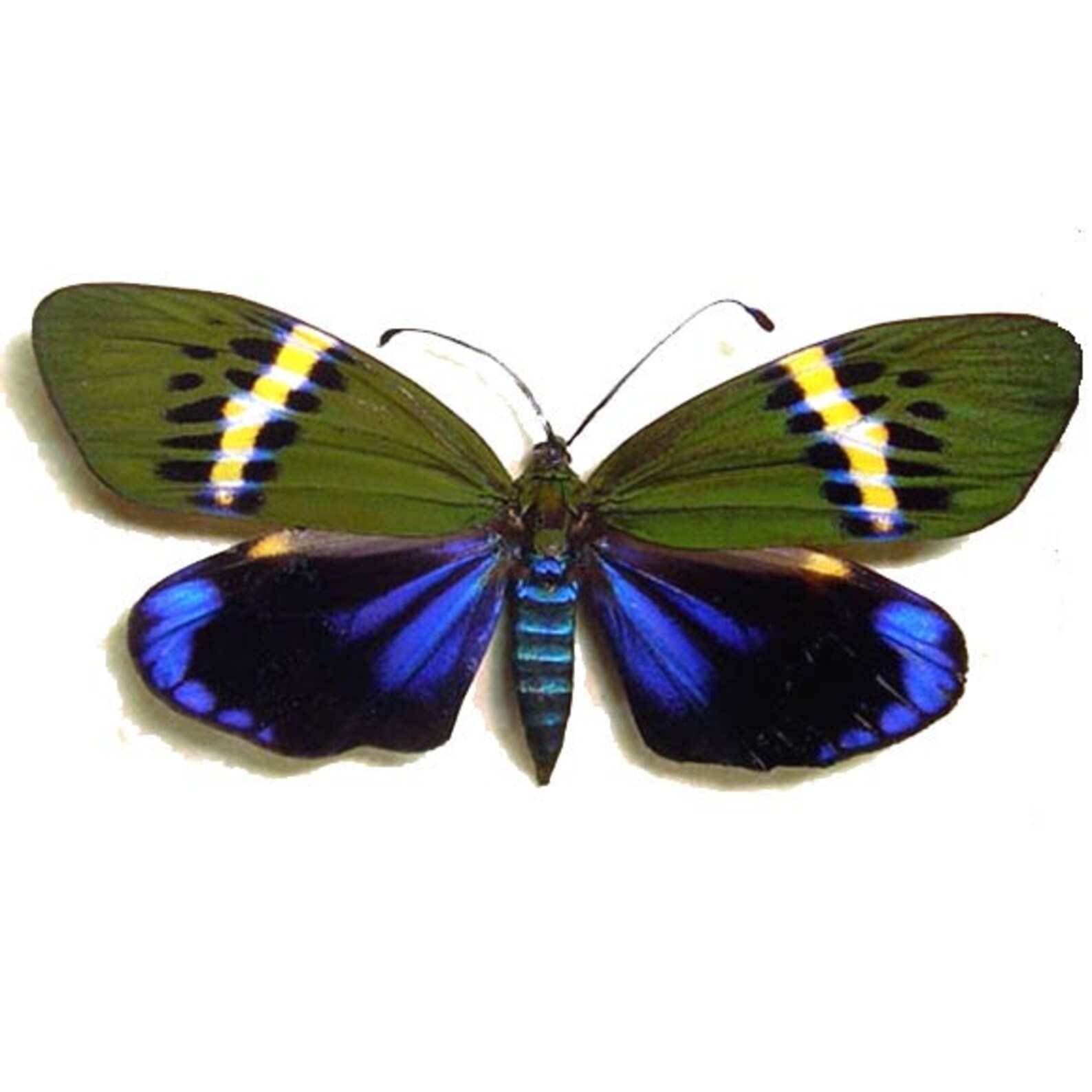 Eterusia Repleta Real Moths, Spread for Your Project or Laminated or ...