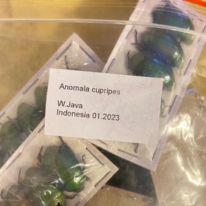 OVERSTOCK: Real Green Flower Beetles, 5 Pack, Anomala Cupripes A/A ...
