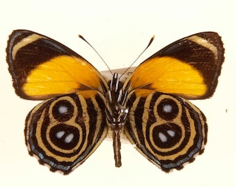 Real Callicore Hystaspes Butterfly, Spread for Your Project or ...