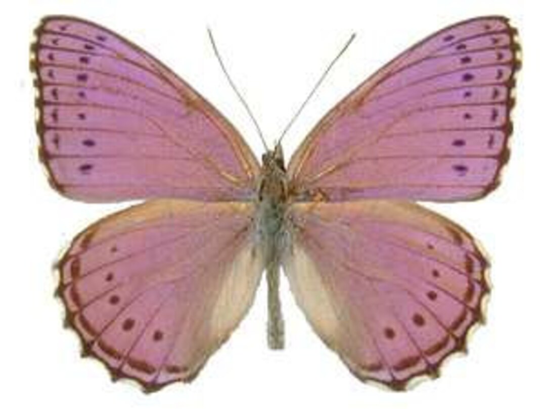 Real Crenis Pechueli Butterfly, Spread for Your Project or Laminated or ...