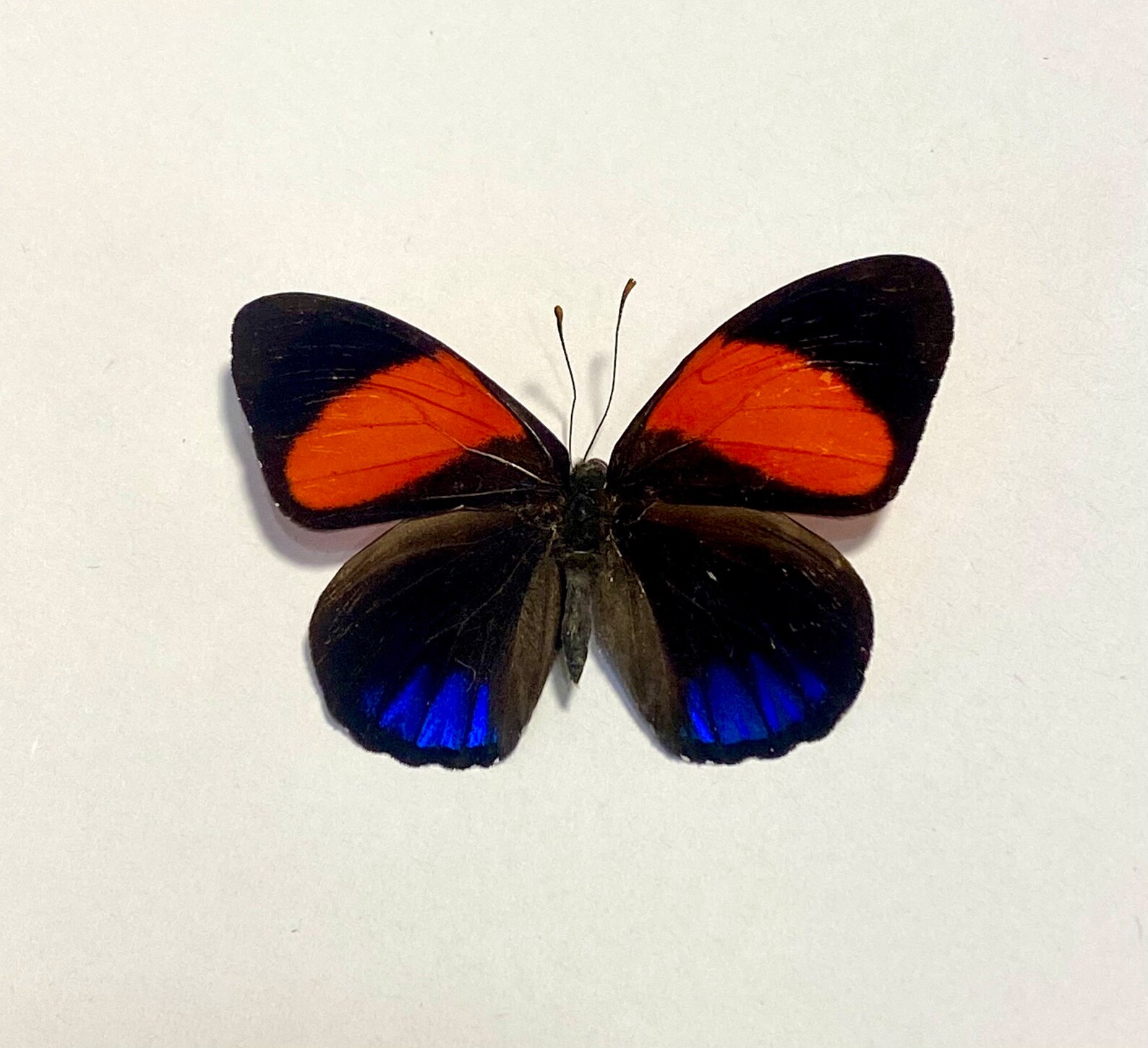 Real Callicore Cajetani Butterfly Spread for Your Project or - Etsy