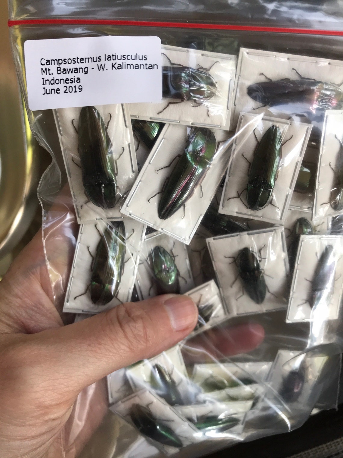 Metallic Click Beetles, Campsosternus Latiusculus, Real Dried Beetle ...