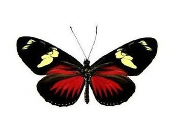 Real Callicore Cynosura Butterfly, Spread for Your Project or Laminated ...